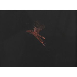 Sandra Selig. 1972-. Australia - Prices of Art at Auction