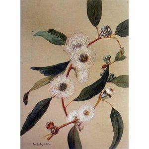 Charlotte Anna Lefroy. 1824-1903 Scotland, Australia - Prices of Art at ...