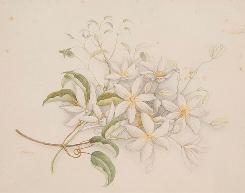 Fanny Osborne. 1852-1934 New Zealand - Works in Past Sales