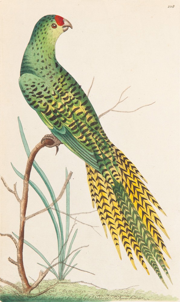 Frederick Polydore Nodder. c1751-1800 - Works in Past Sales