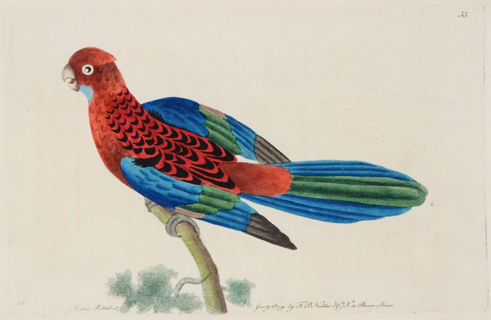 Frederick Polydore Nodder. c1751-1800 - Works in Past Sales