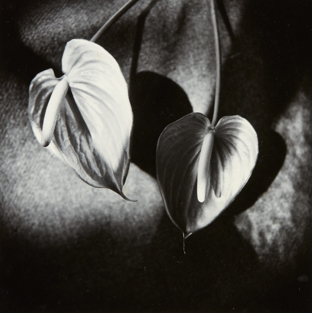 Anne Noble. 1954-. New Zealand - Works in Past Sales