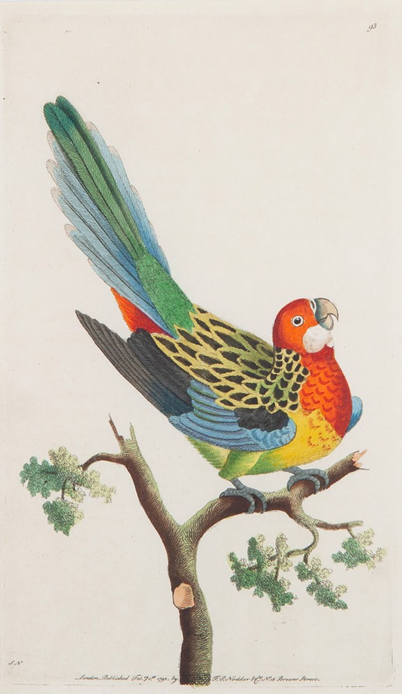 Frederick Polydore Nodder. c1751-1800 - Works in Past Sales