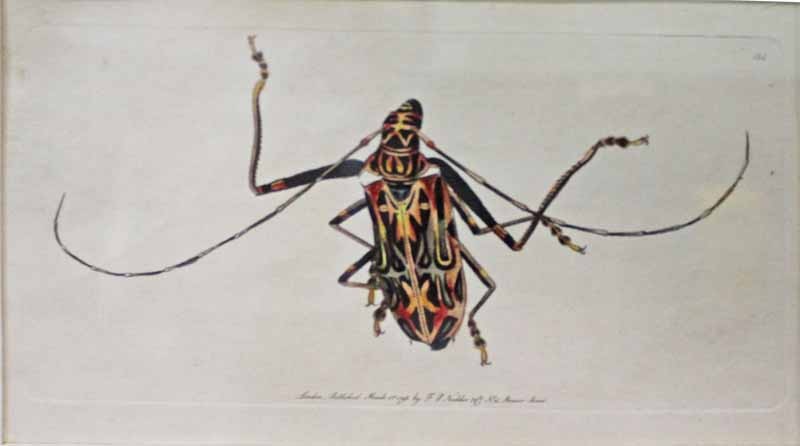 Frederick Polydore Nodder. c1751-1800 - Works in Past Sales