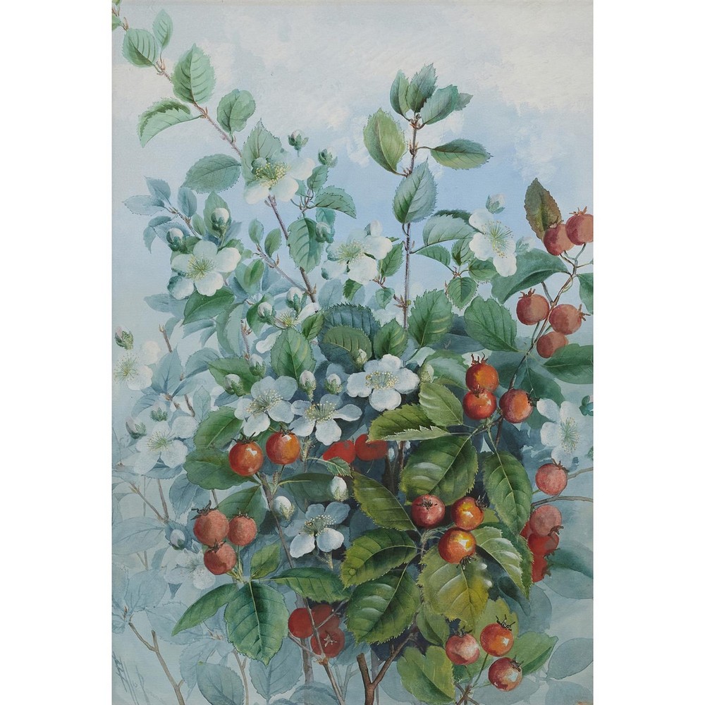 Numbers by medium - Marian Ellis (Ellis) Rowan. 1848-1922 Australia