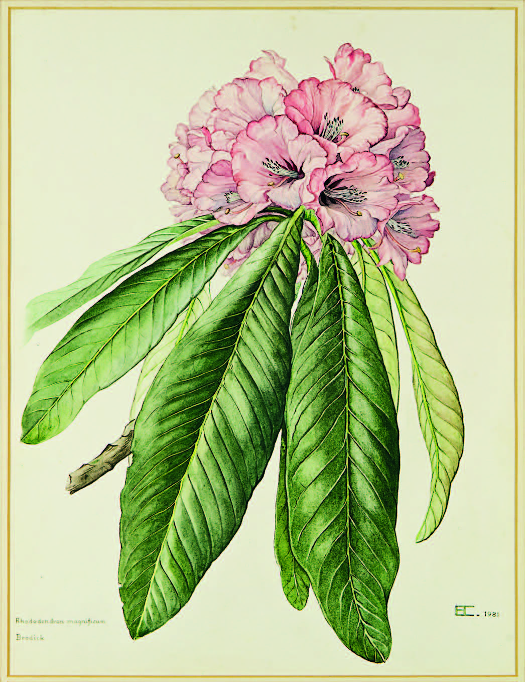 Elizabeth Cameron. 1915-2008 - Works in Past Sales