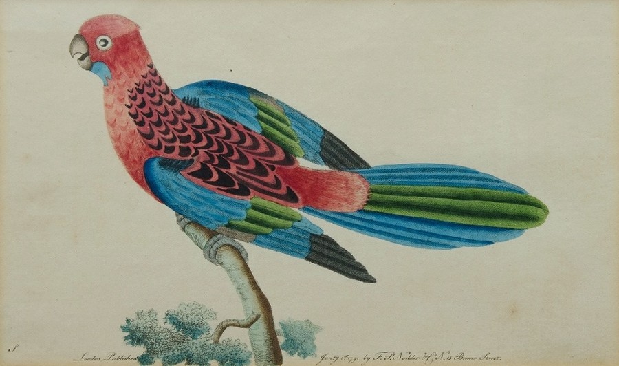 Frederick Polydore Nodder. c1751-1800 - Works in Past Sales