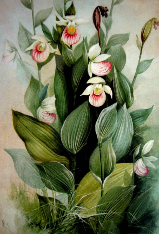 Numbers by medium - Marian Ellis (Ellis) Rowan. 1848-1922 Australia