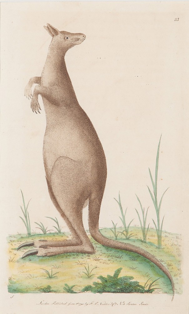 Frederick Polydore Nodder. c1751-1800 - Works in Past Sales