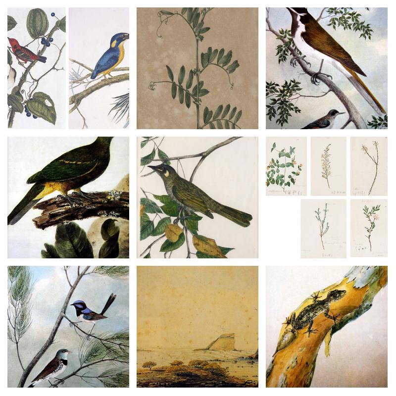 John William Lewin. 1770-1819 Britain, Australia - Prices of Art at Auction